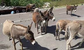 From strays to stays